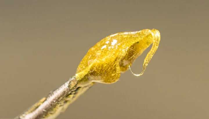 Natural Rosin Oil for Sale–100% Pure